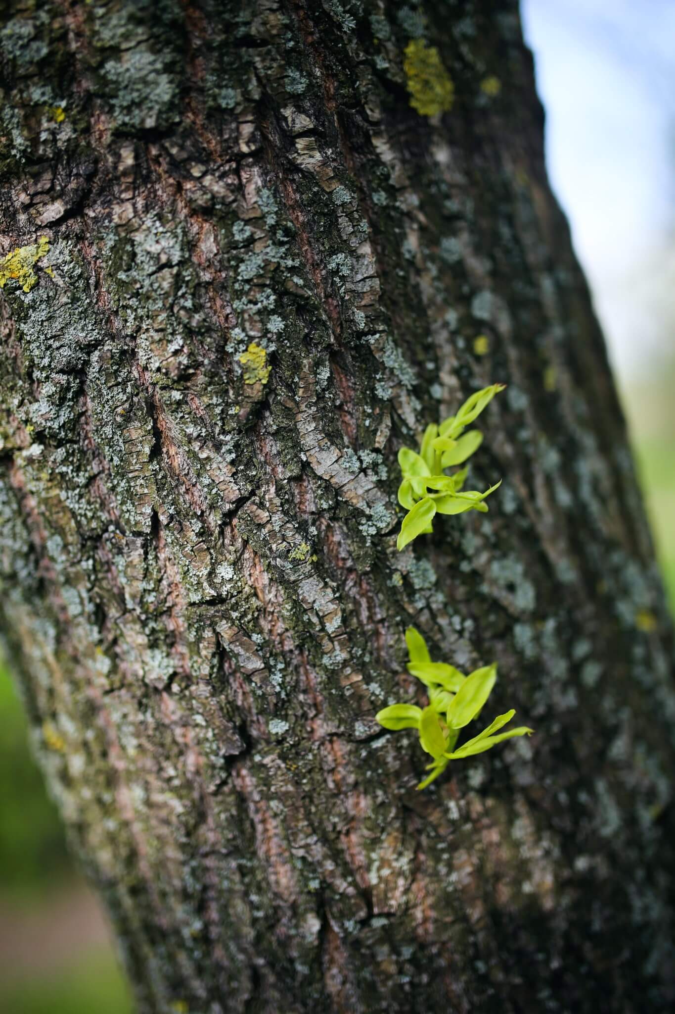Get to Know Willow Bark and Why it's Good for Your Skin - Reviva Labs