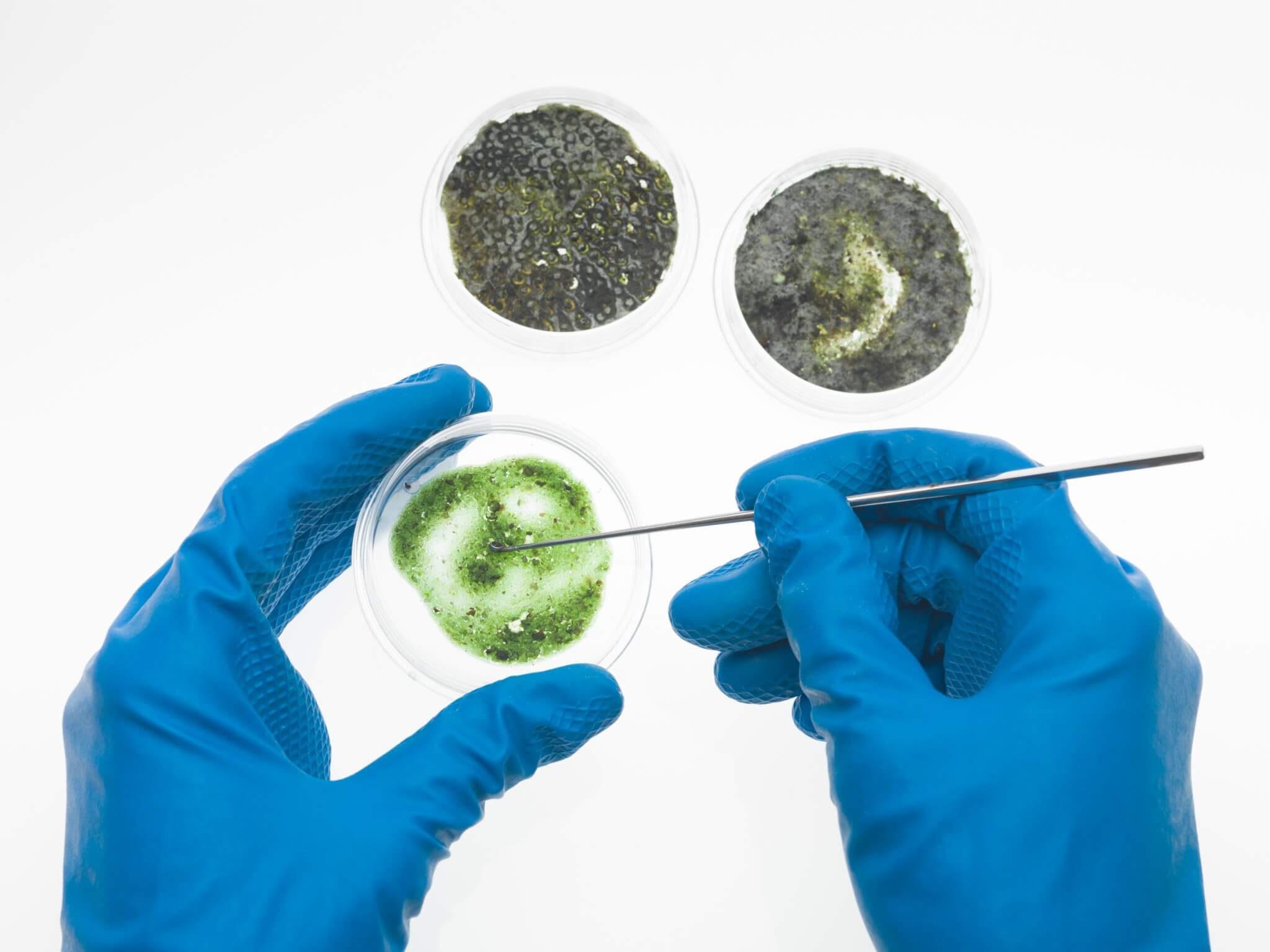 Harnessing the Power of Plant Stem Cells in Skincare - Reviva Labs