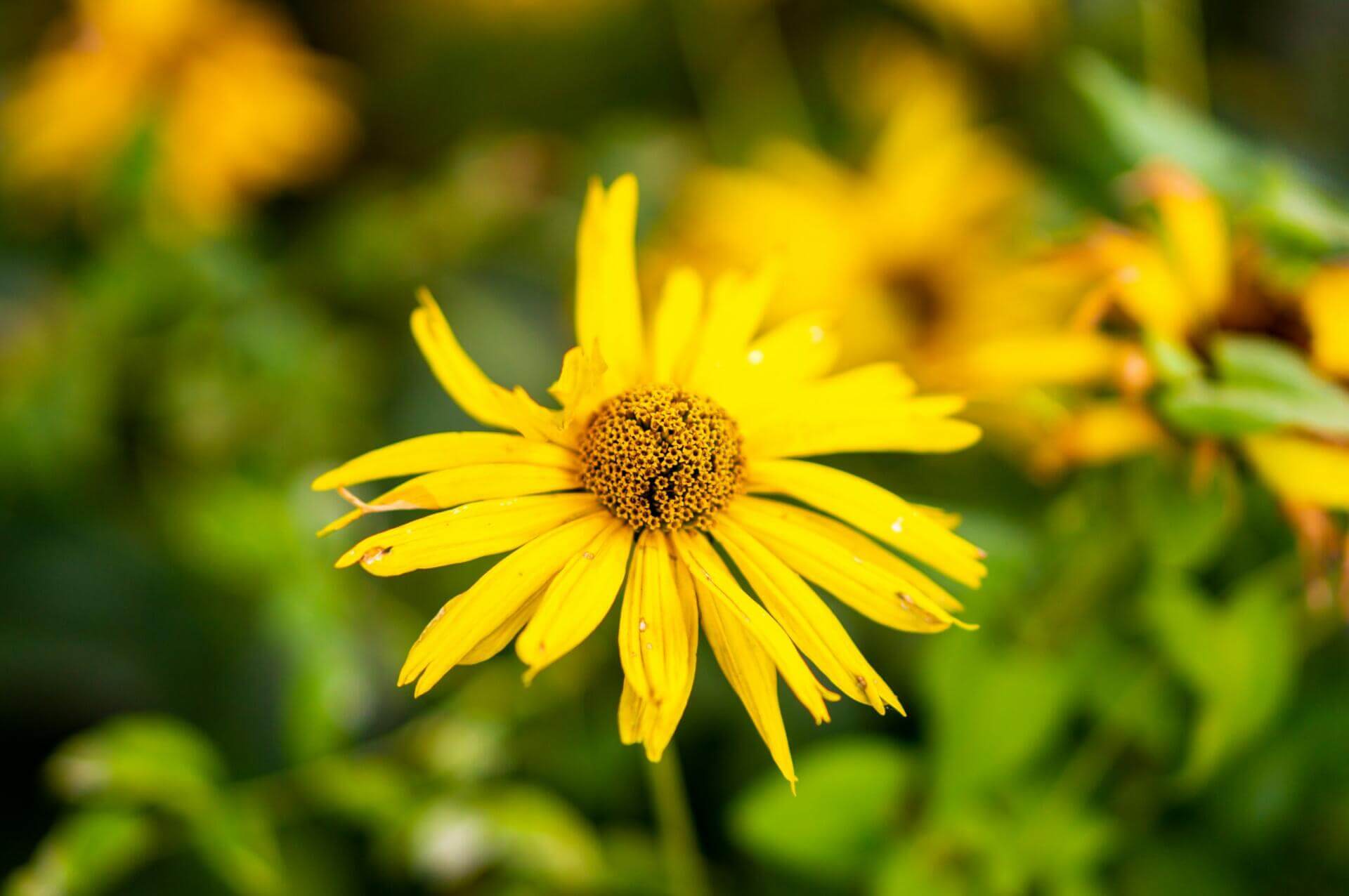 Discover the Skin Benefits of Arnica Montana Flower Extract - Reviva Labs