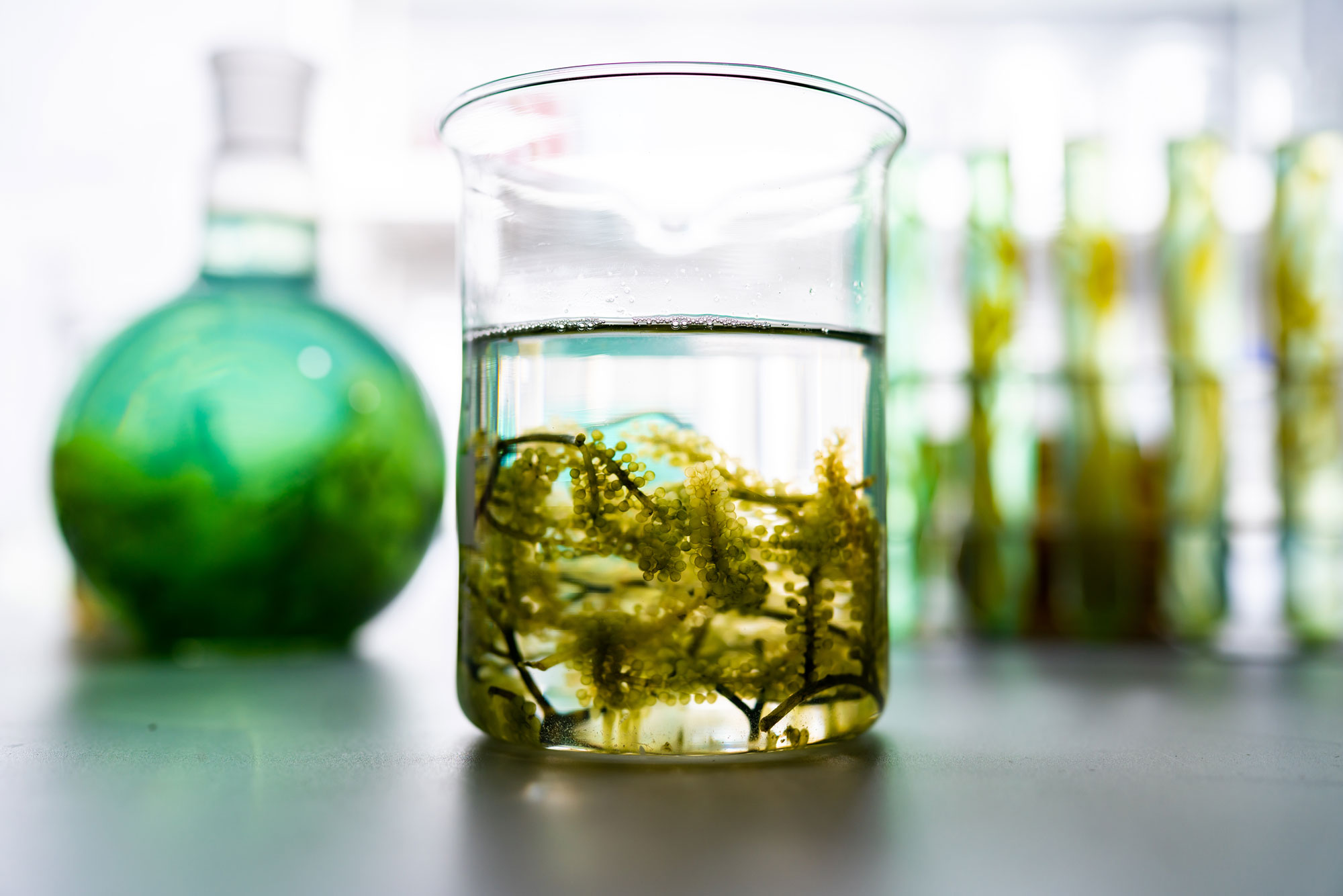 The Transformative Power of Marine Extracts for Skin