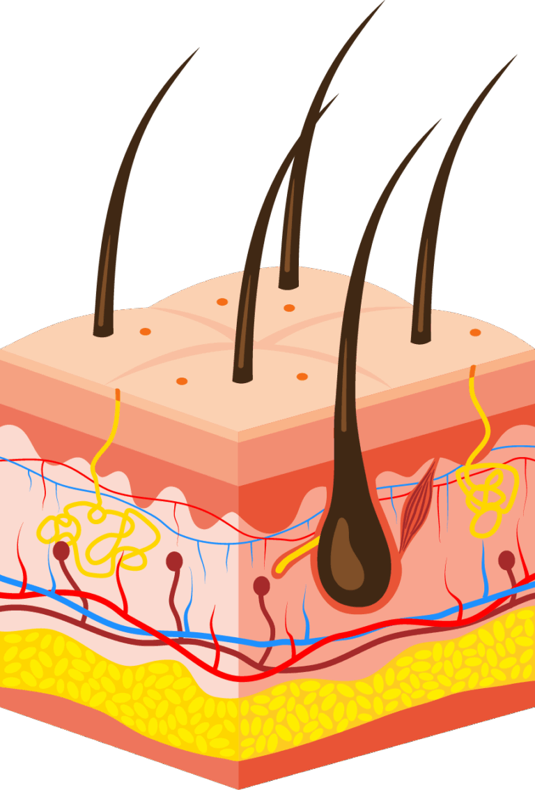 What Proteomics Reveals About Your Skin